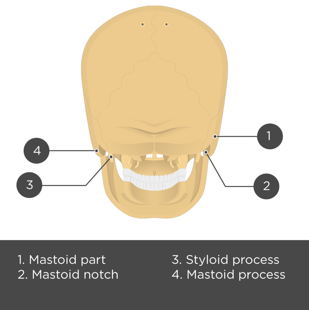 Mastoid Process Palpation