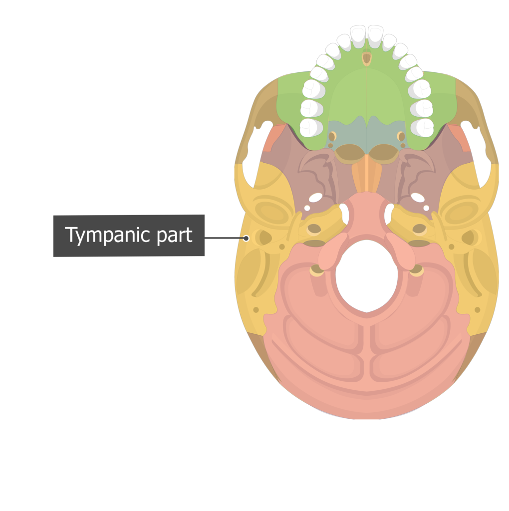 Squamous Part Of Temporal Bone Temporal Bone Wikipedia
