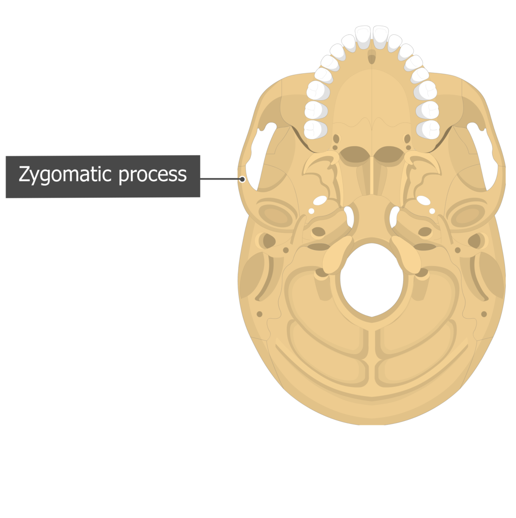 Skull Bones Inferior View