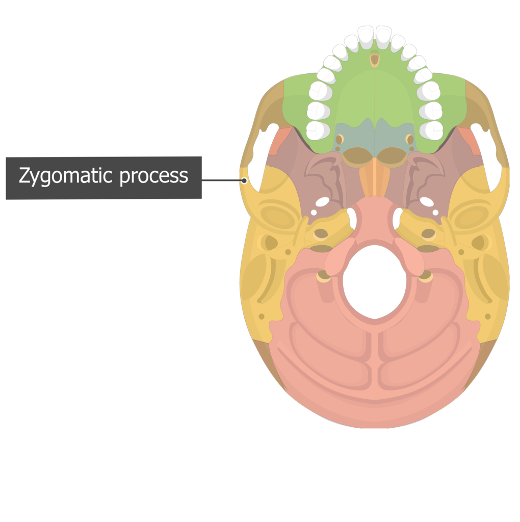 Digastric Notch Skull
