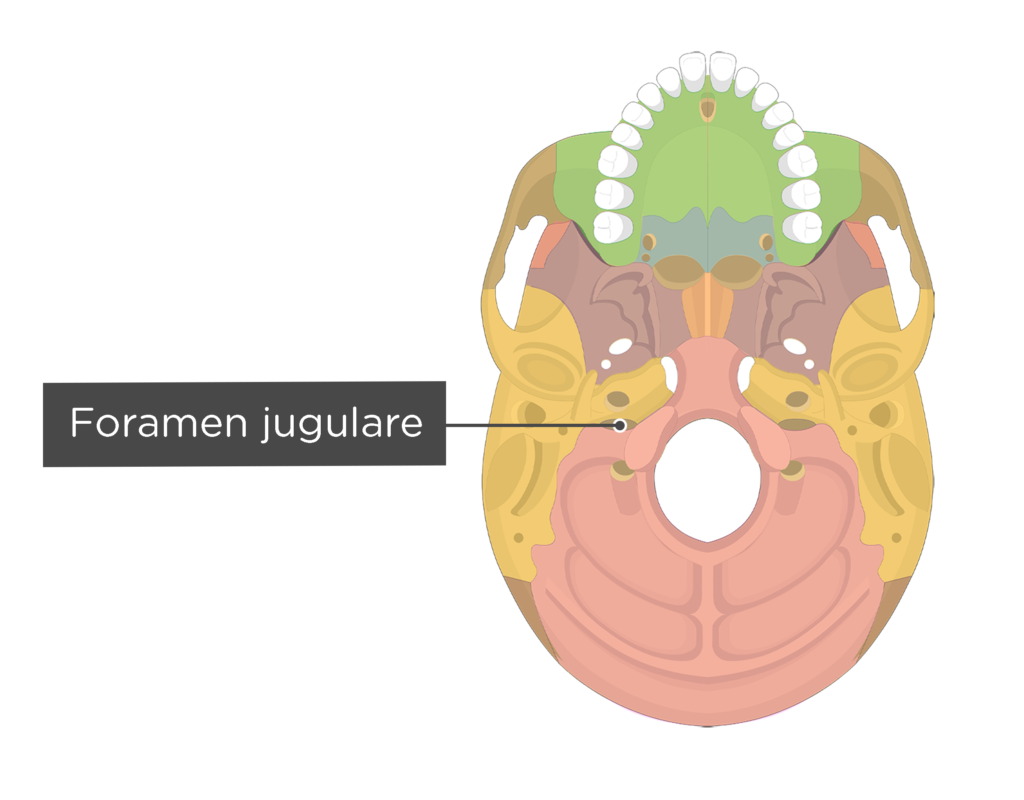 Jugular Notch Of Occipital Bone