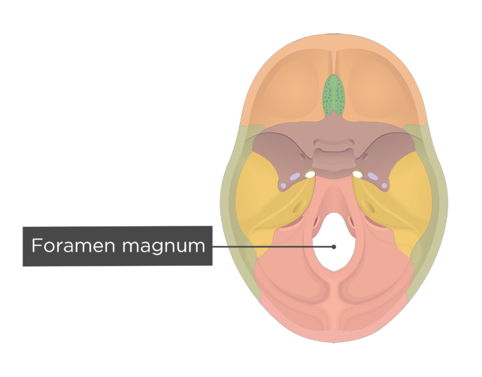 Occipital bone labeled: anatomy & landmarks | GetBodySmart