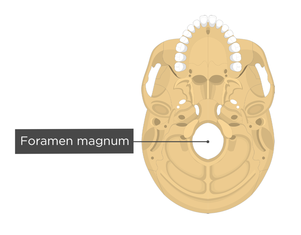 Occipital Bone Basilar Part