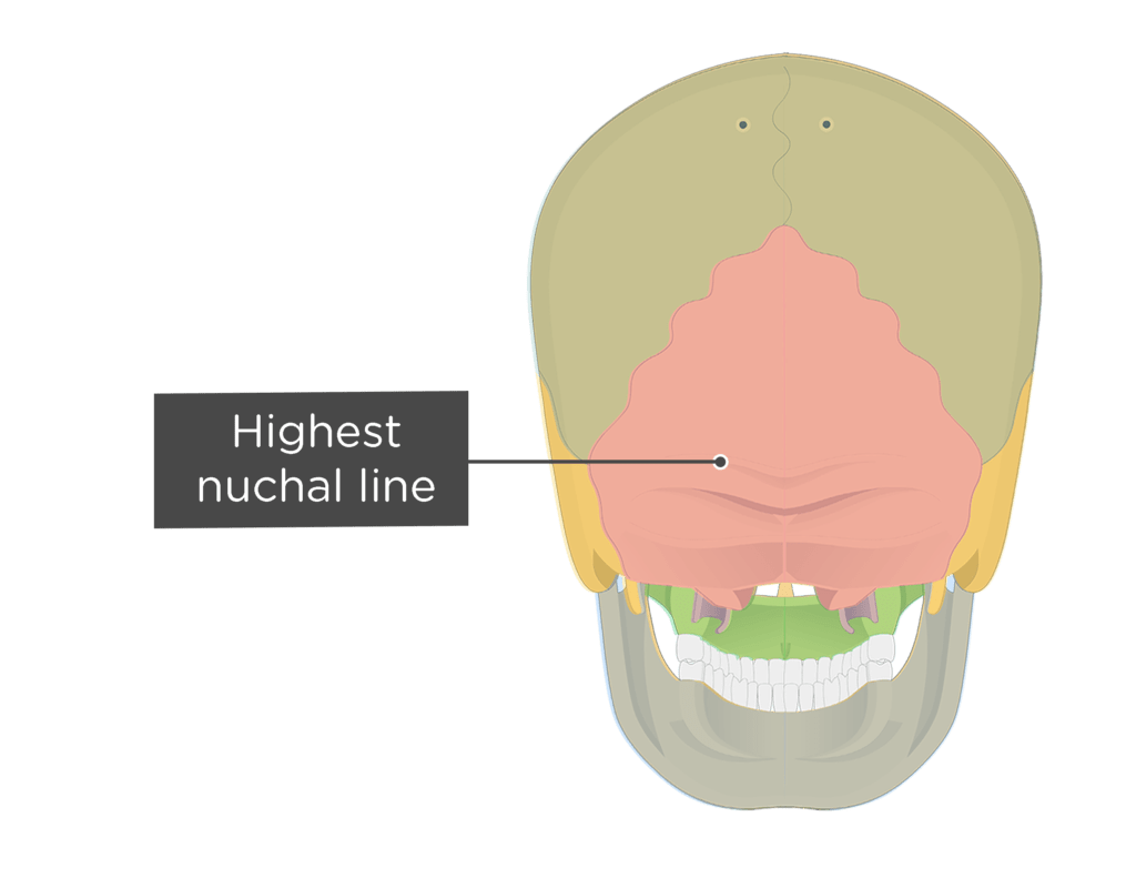 Nuchal Lines On Skull Skull (Towne View) | Radiology Reference Article
