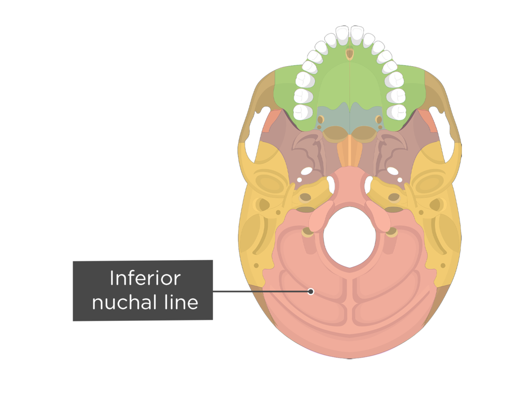 Inferior Nuchal Line