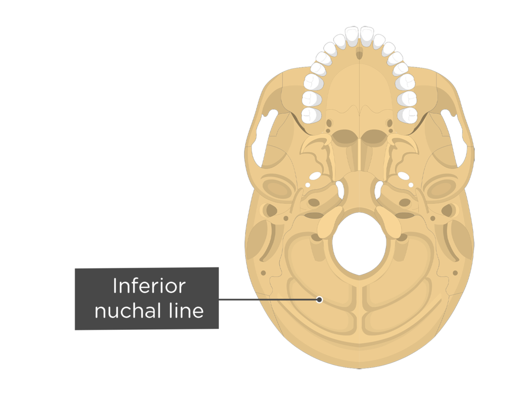 Brain Inferior View Labeled