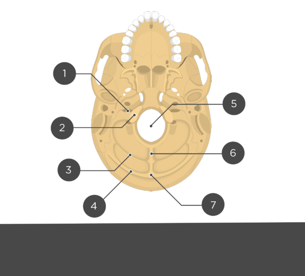 Occipital bone labeled: anatomy & landmarks | GetBodySmart