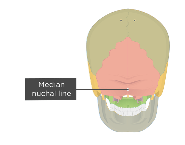 Occipital bone labeled: anatomy & landmarks | GetBodySmart