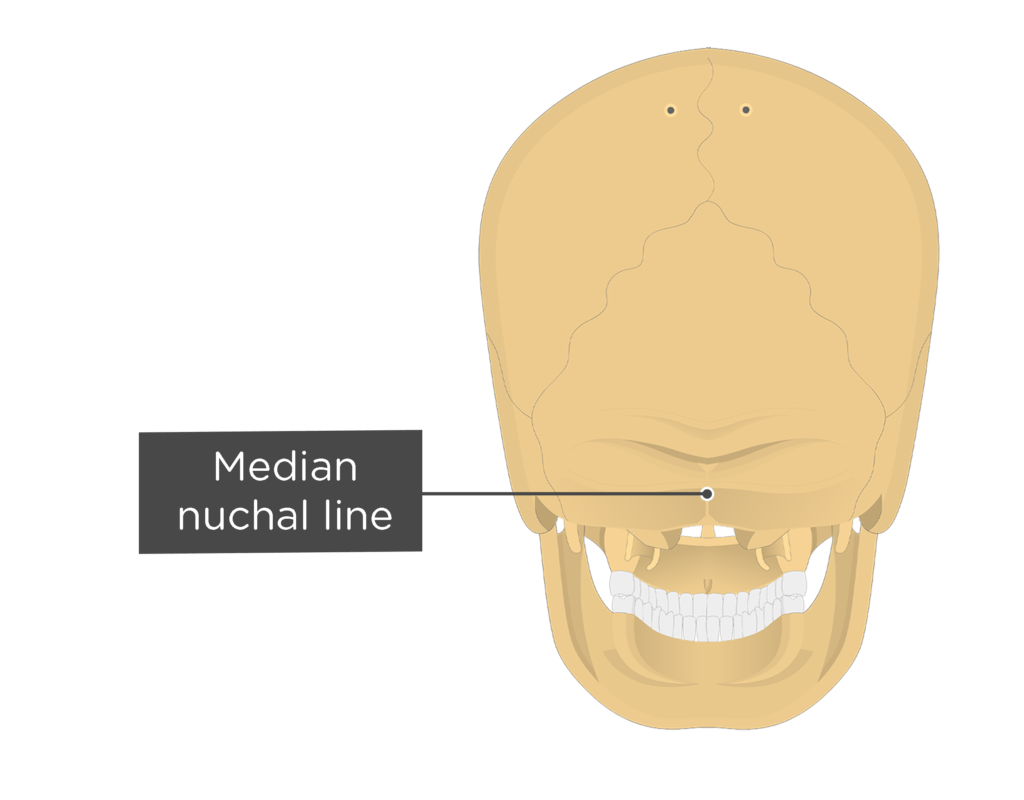 Nuchal Crest Uncut Medical Skull (0359) | JonsBones: Responsibly