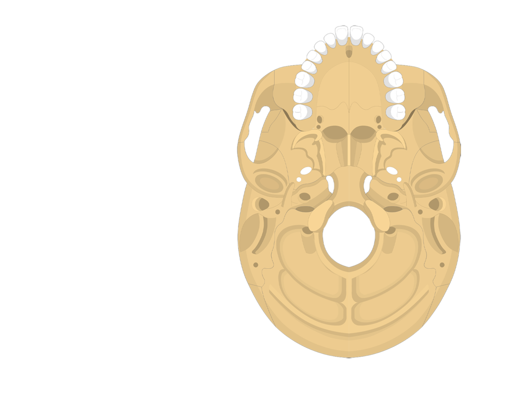 Occipital Bone Foramen Magnum