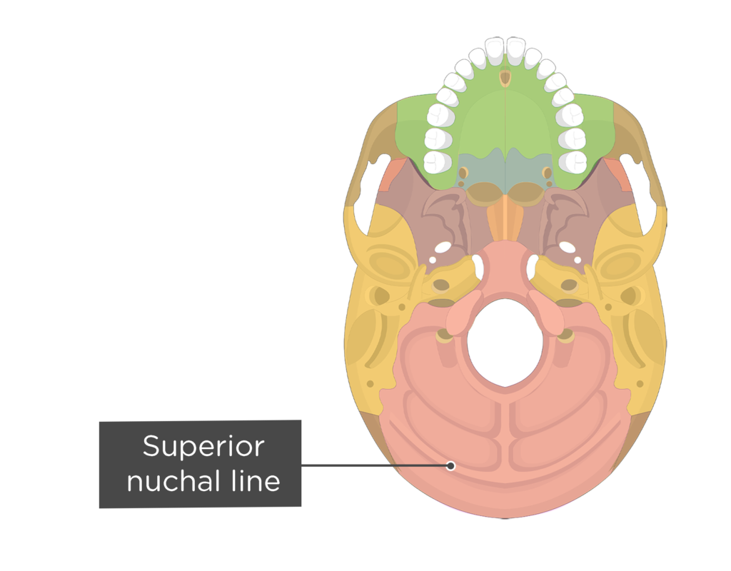 Superior Nuchal Line 1st Ch Flash Cards At Community College Of Rhode