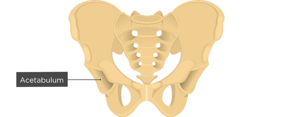 Hip Bone Anatomy | GetBodySmart
