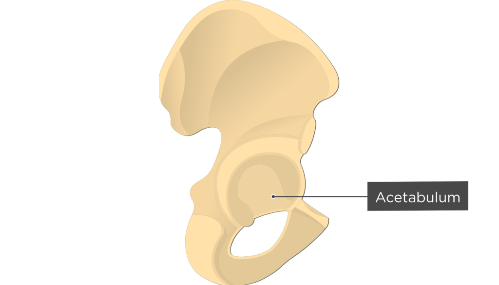 Hip Bone Anatomy | GetBodySmart