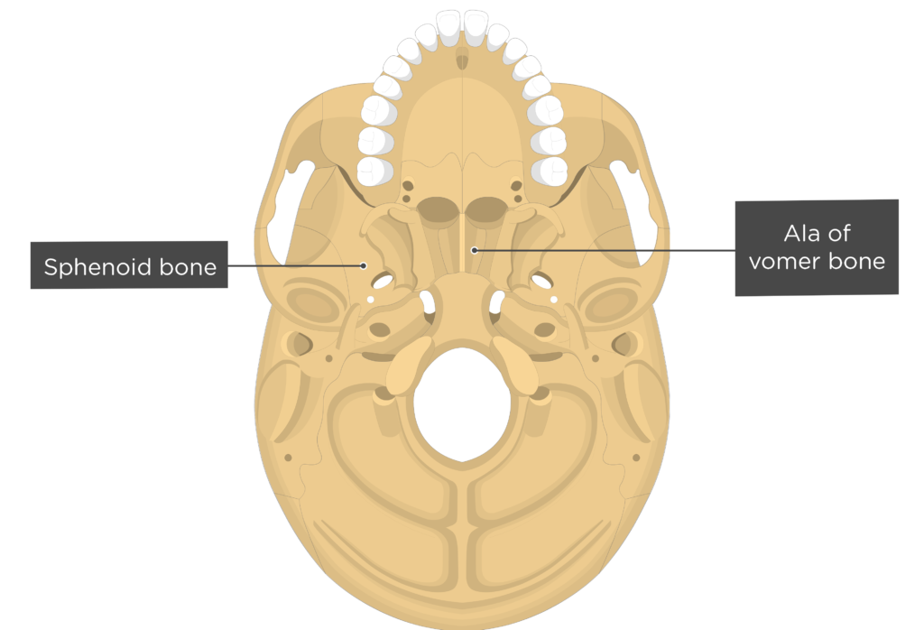 Vomer Bone Image Bones Of Viscerocranium | Complete Anatomy