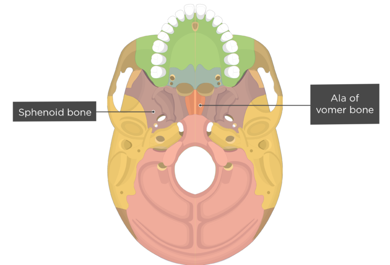 Vomer and inferior turbinate bones. Anatomy and diagram | GetBodySmart