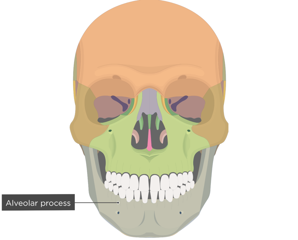 Mandible bone: anatomy and labeled diagram | GetBodySmart