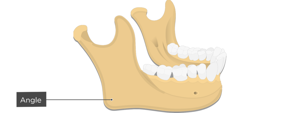 Mandible bone: anatomy and labeled diagram | GetBodySmart