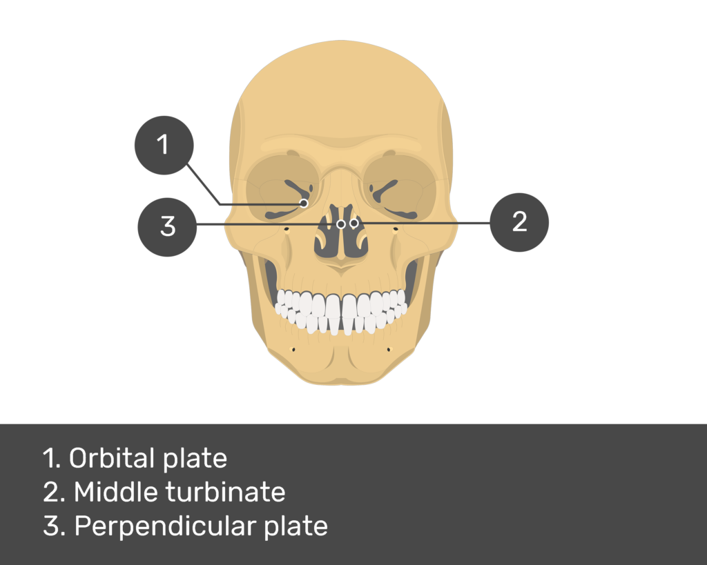 Ethmoid Bone Anatomy | GetBodySmart