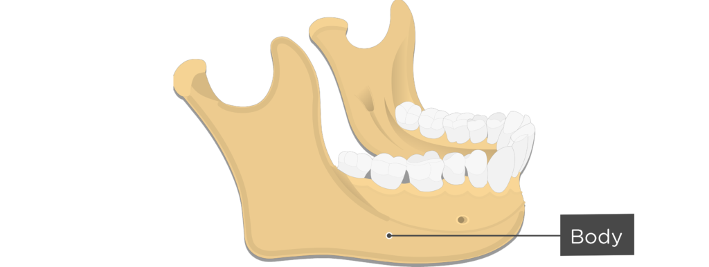 Mandible bone: anatomy and labeled diagram | GetBodySmart