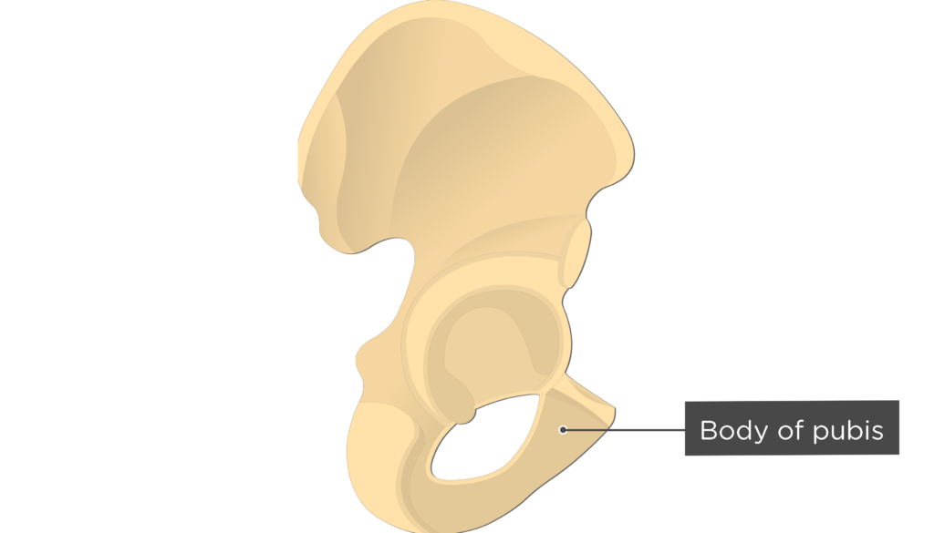 Hip Bone Anatomy | GetBodySmart