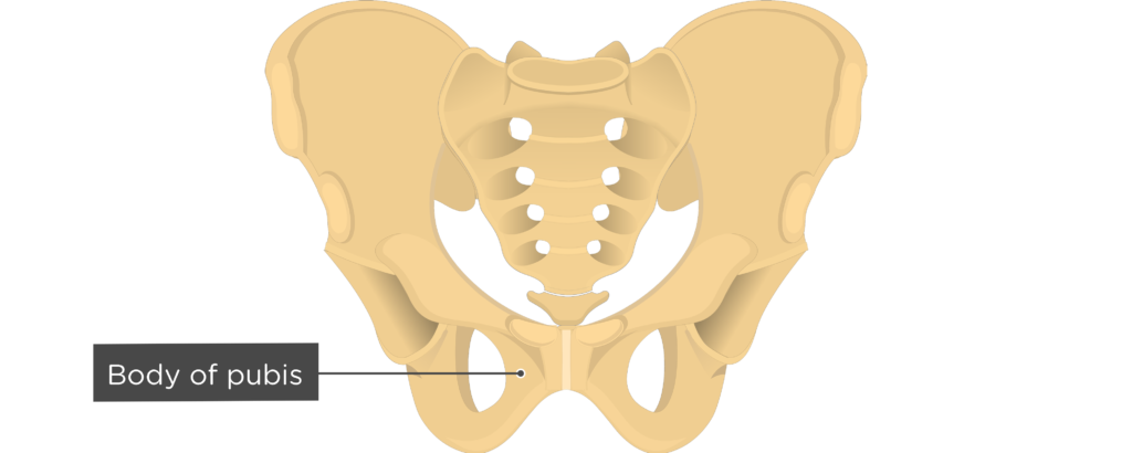 Hip Bone Anatomy | GetBodySmart