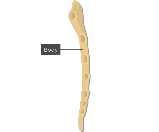 Sternum: anatomy and labeled diagram | GetBodySmart