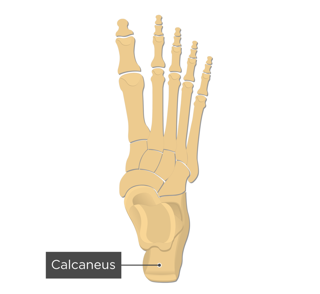 Tarsal Bones Unlabeled Bones Right Foot Dorsal Posterior View