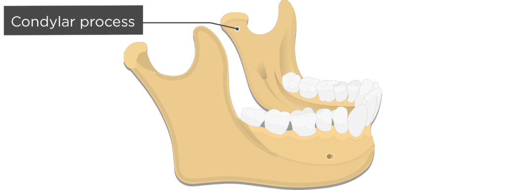 Mandible bone: anatomy and labeled diagram | GetBodySmart