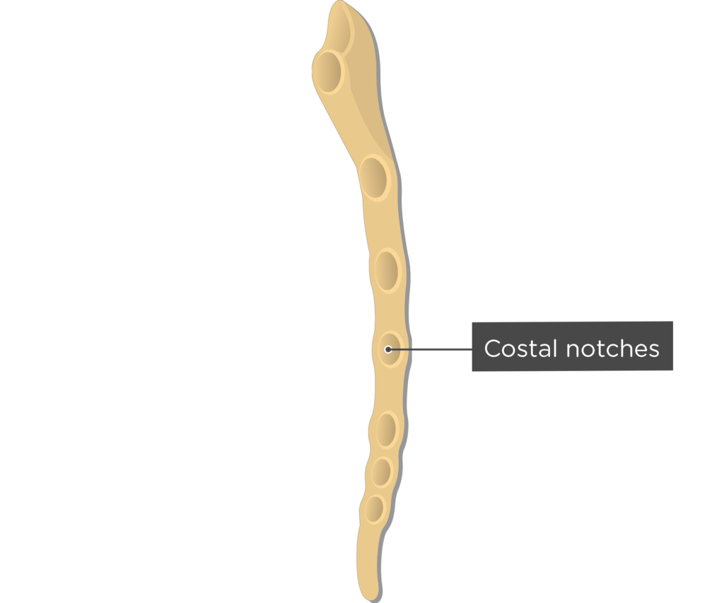 Sternum: anatomy and labeled diagram | GetBodySmart