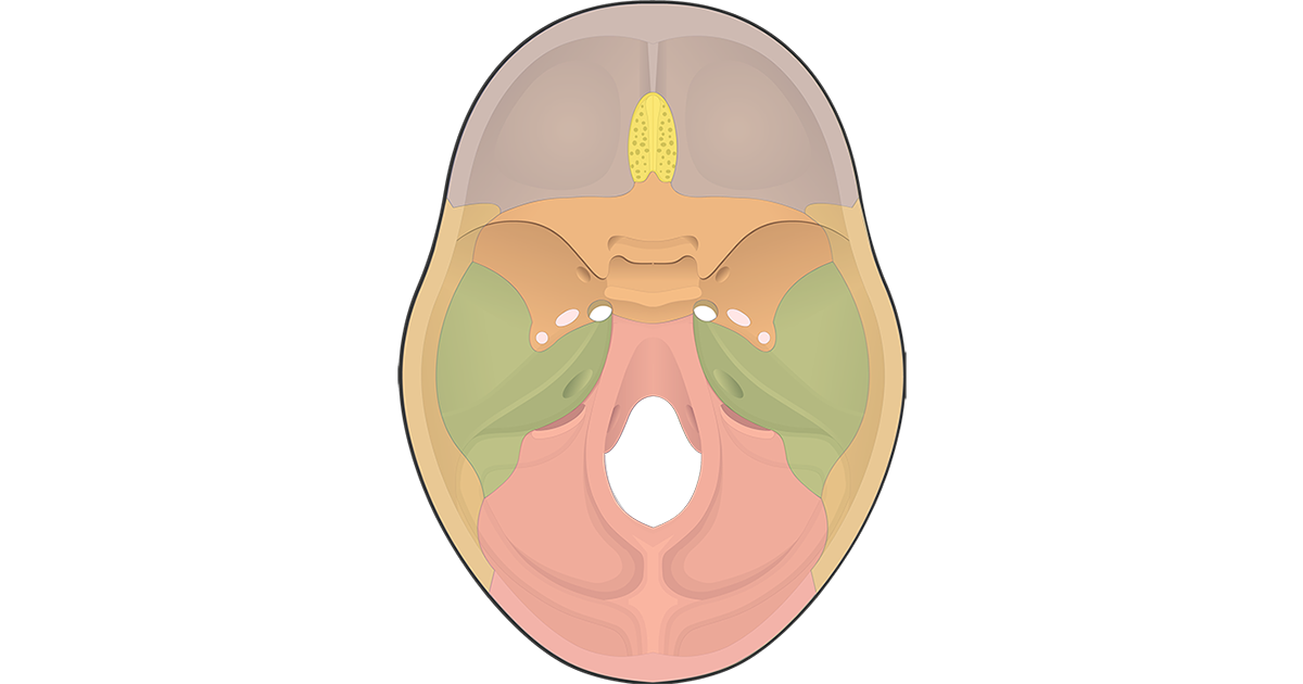 Bones at the base of the skull | GetBodySmart
