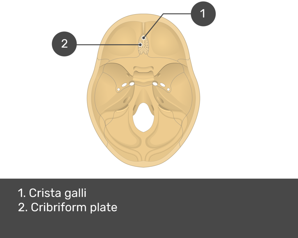 Cribriform Plate Crista Galli