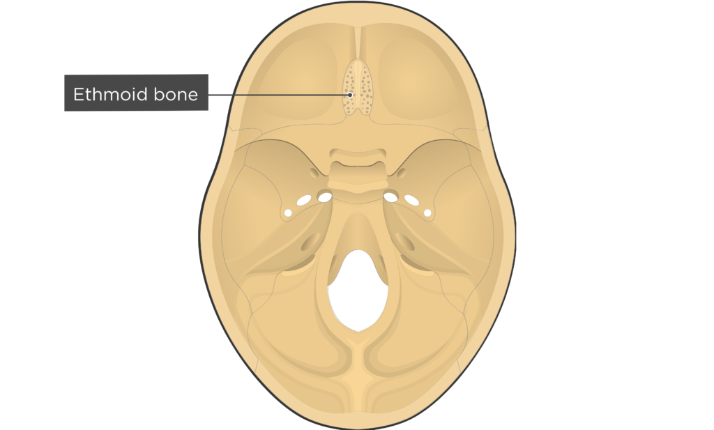Cranio Etmoidal Frontal Bone | Anatomy.app