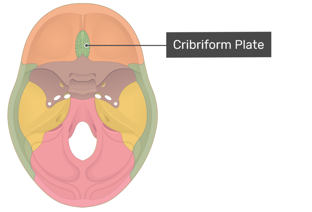 Ethmoid Bone Anatomy | GetBodySmart