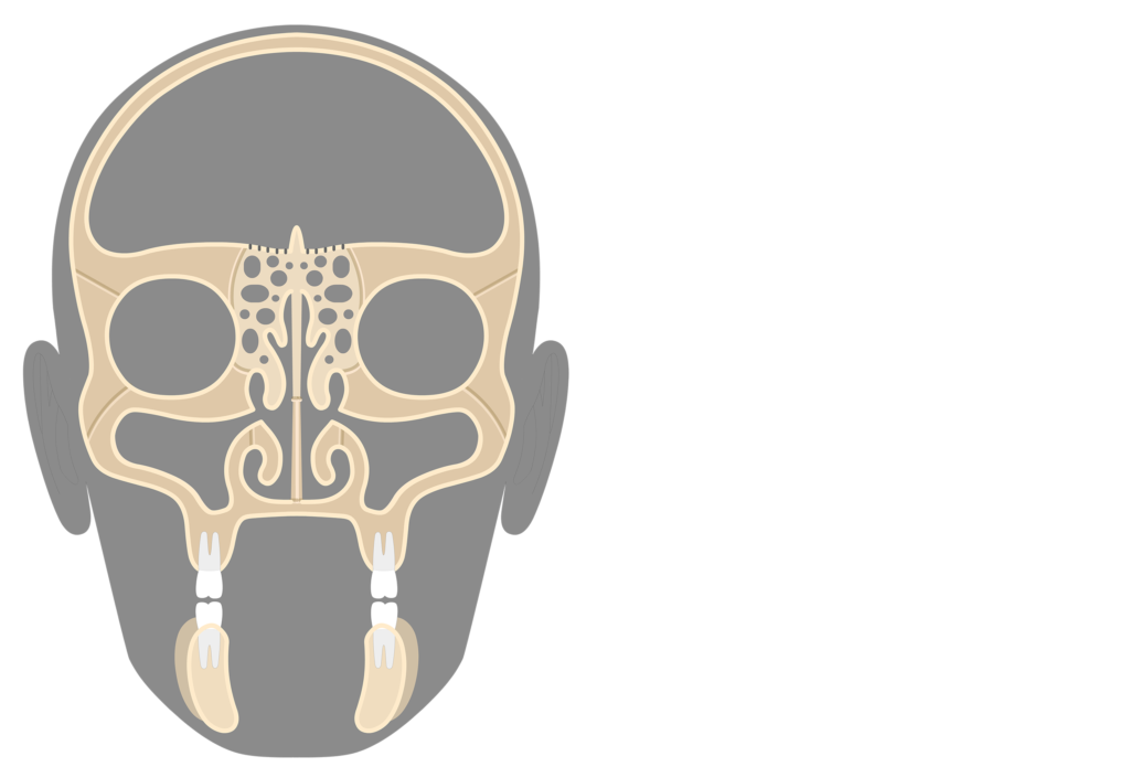 Ethmoid Bone Anatomy | GetBodySmart