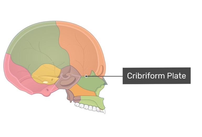 Ethmoid Bone Anatomy
