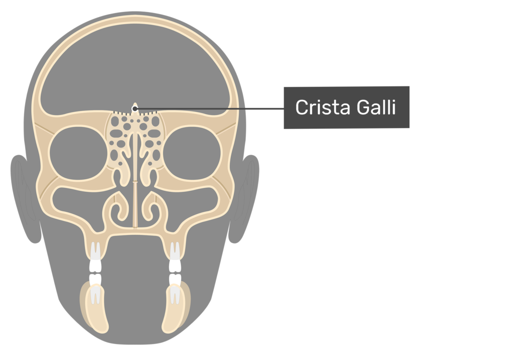 Crista Galli Of Ethmoid