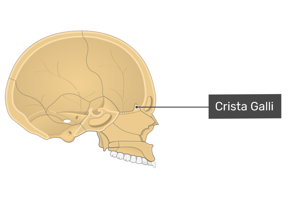Asterion Skull