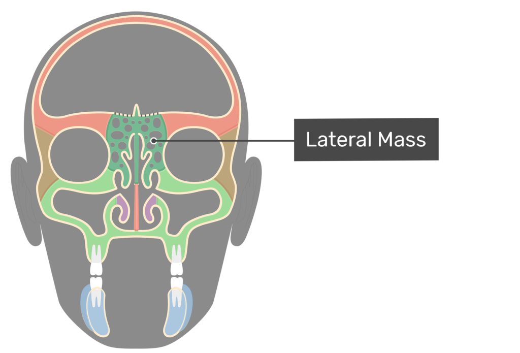Ethmoid Bone Anatomy | GetBodySmart