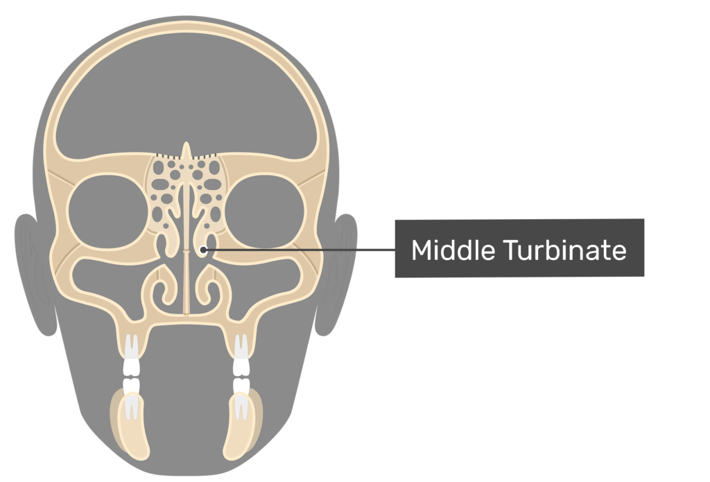 Ethmoid Bone Anatomy | GetBodySmart