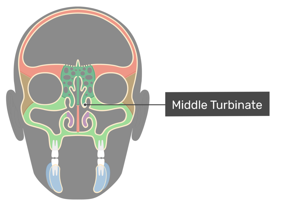 Ethmoid Bone Anatomy | GetBodySmart