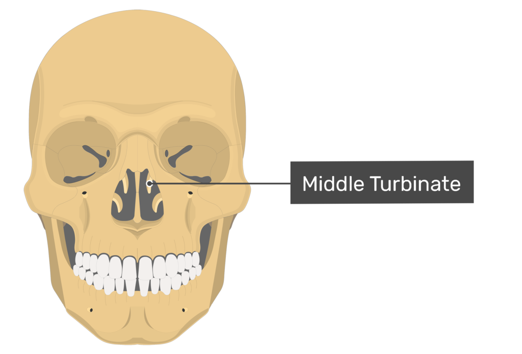 Ethmoid Bone Anatomy | GetBodySmart