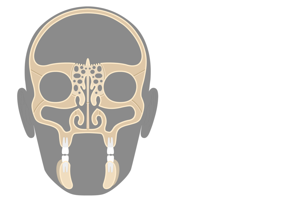 Ethmoid Bone Anatomy | GetBodySmart