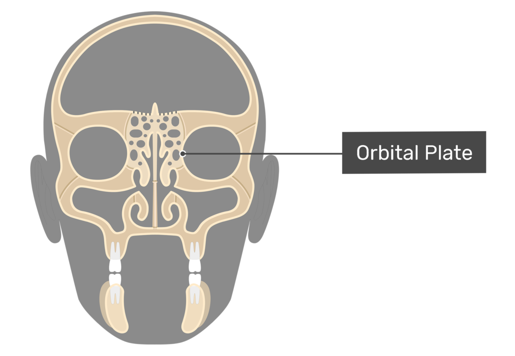 Ethmoid Bone Anatomy GetBodySmart