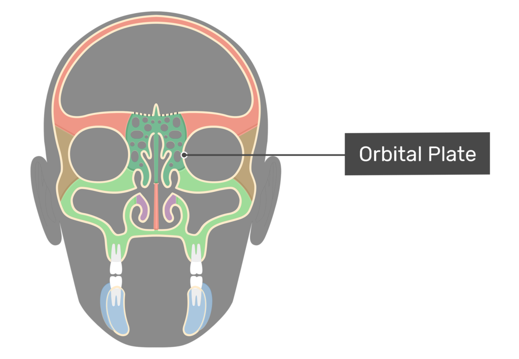 Ethmoid Bone In Skull Stock Image Of Bones Of The Skull With Colour