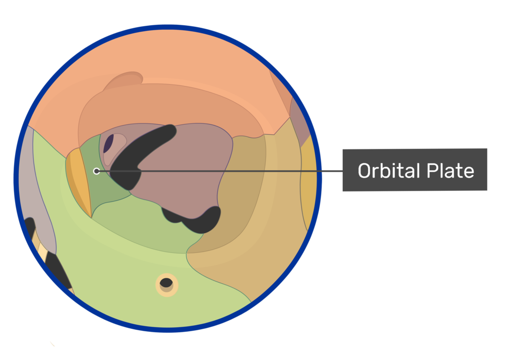 Ethmoid Bone Anatomy | GetBodySmart