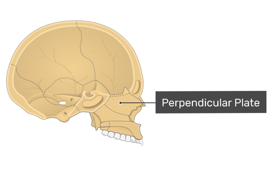 Ethmoid Bone Anatomy | GetBodySmart
