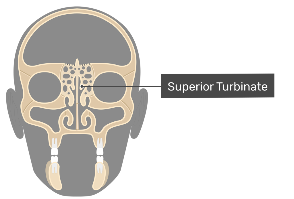 Ethmoid Bone Anatomy | GetBodySmart