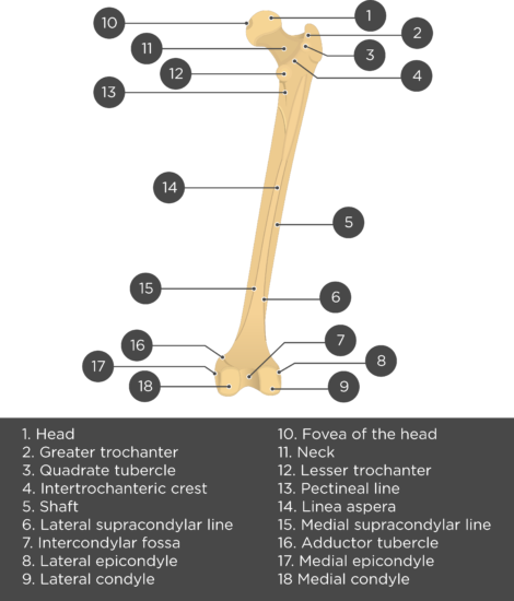 Femur: anatomy and labeled diagram | GetBodySmart