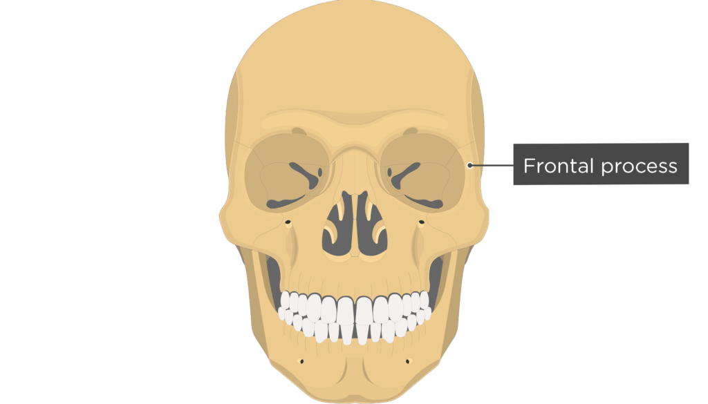 Zygomatic Bone Anatomy | GetBodySmart