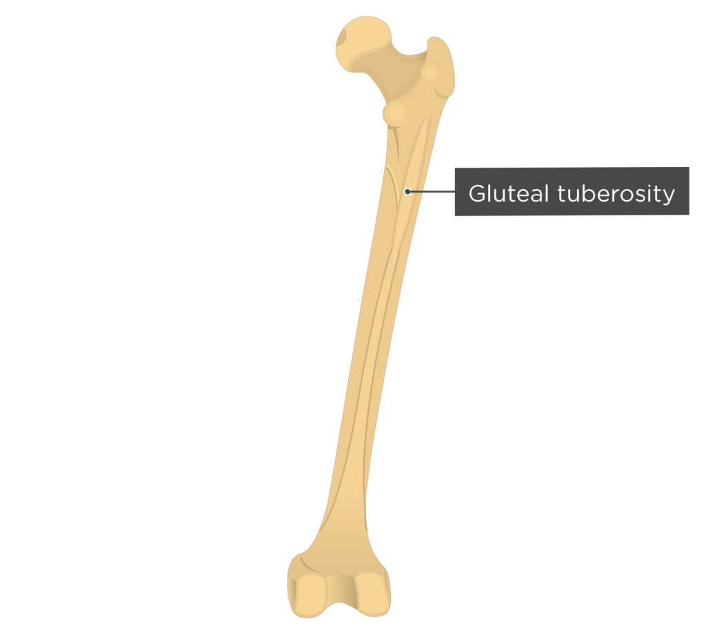 Bone Markings Tuberosity